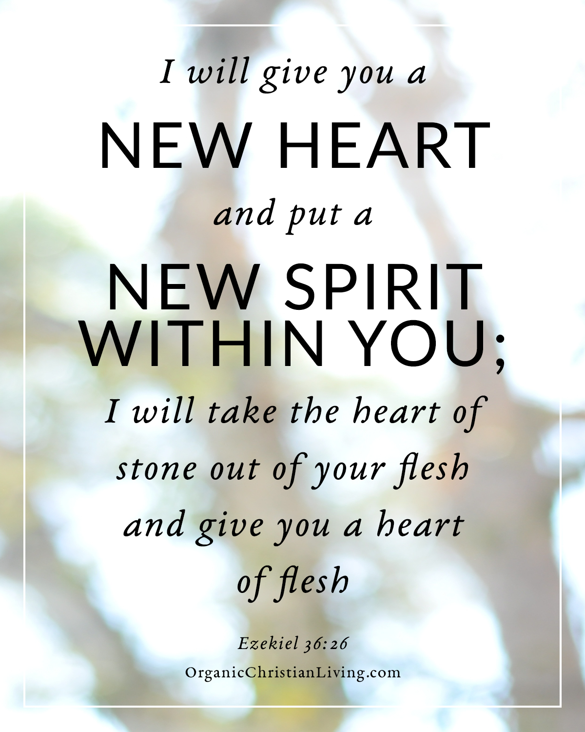 Remove The Stony Hearts O’ God – Becoming the Oil and the Wine